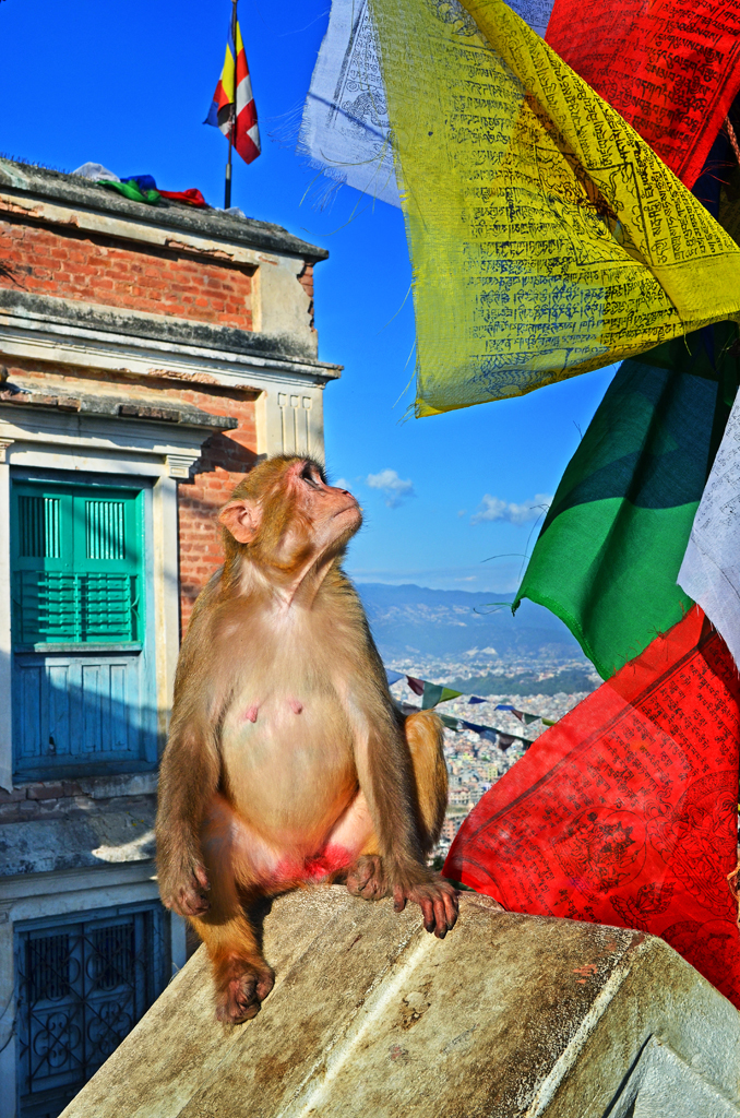 Kathmandu’s Temple of Monkeys
