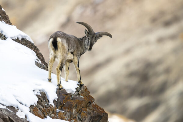 Himalayan Blue Sheep in Himalayas - HimalayanWonders.Com