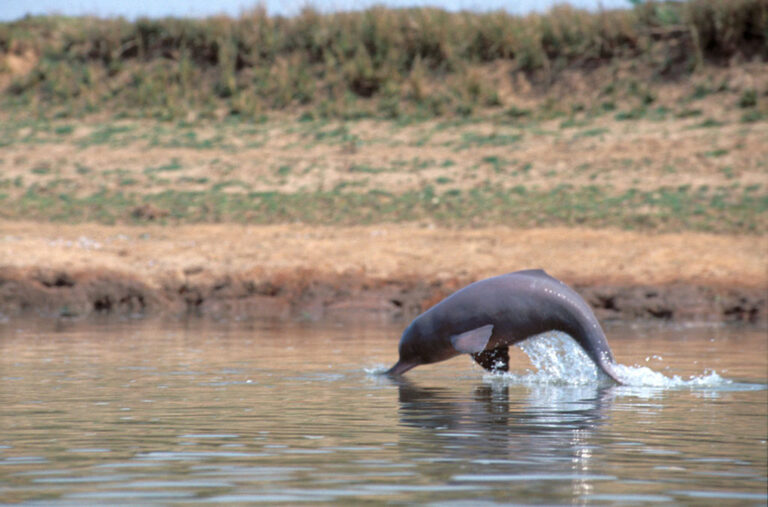 Ganges River Dolphin (Platanista gangetica) jumping, India ...